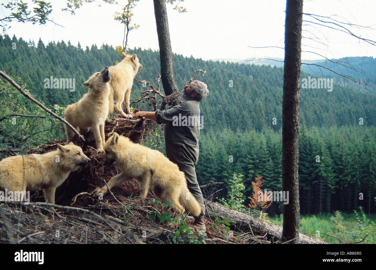 Polarwolf, Tundra-Wolf (Canis Lupus Albus), Rudel Welpen heulen mit ...