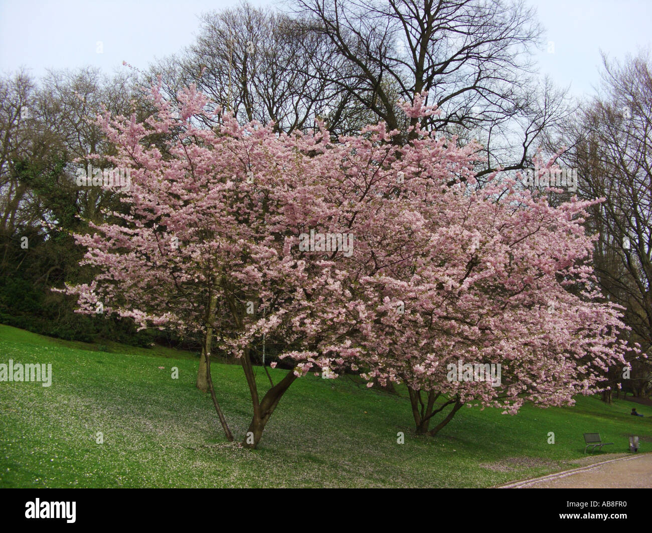 Herbst-Kirsche, Winter blühenden Kirsche (Prunus Subhirtella), einziger ...