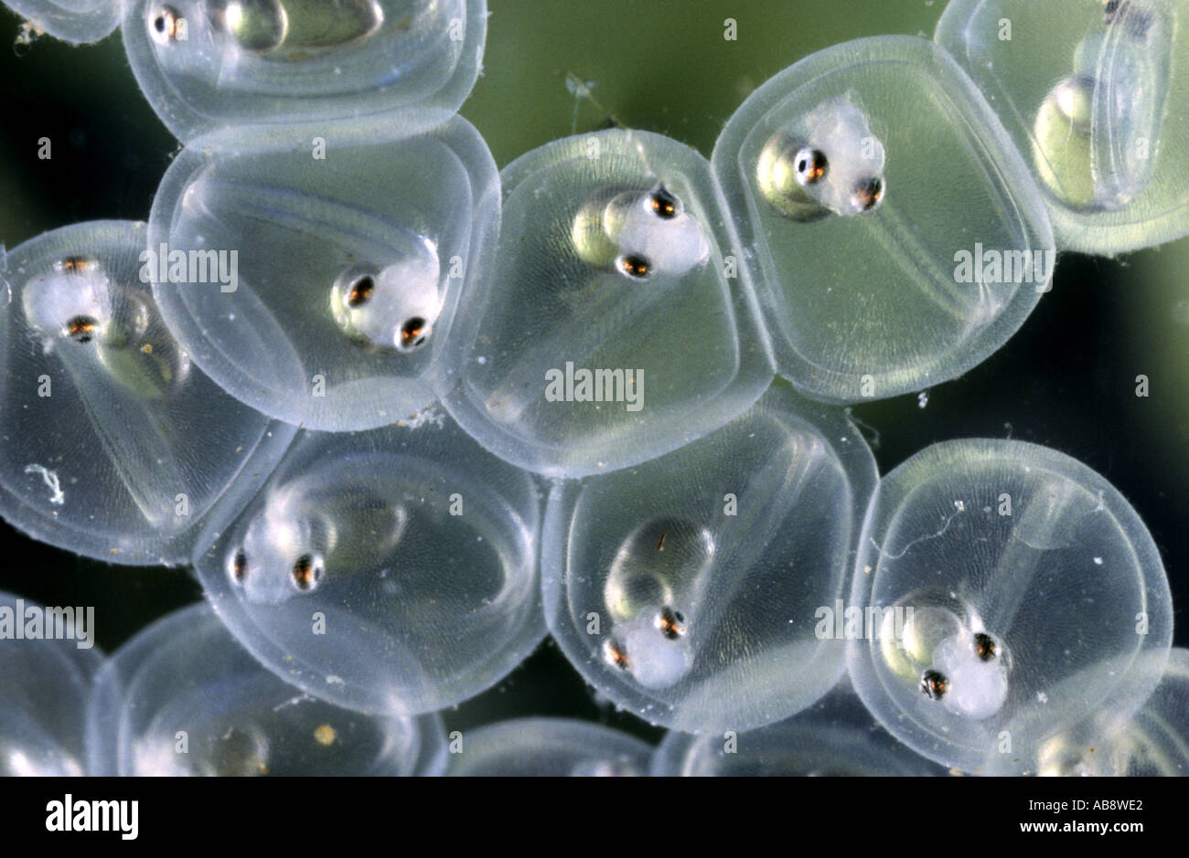 Barsch, Europäische Barsch, Redfin Barsch (Percha Fluviatilis), String ...