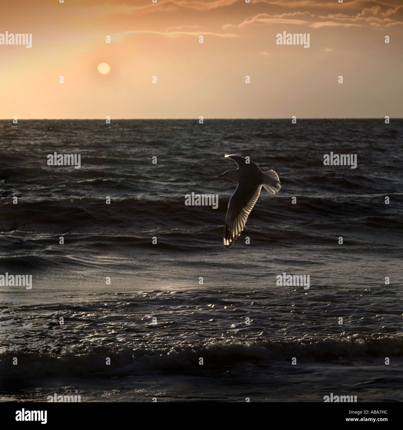 Stark fliegen Stockfotos und -bilder Kaufen - Alamy