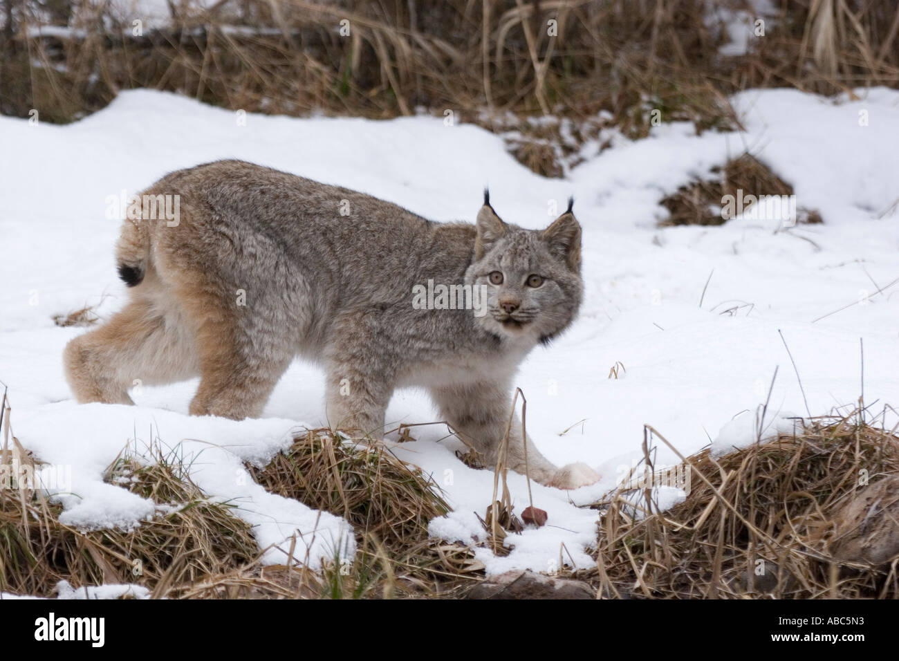 Kanadische luchs tatze -Fotos und -Bildmaterial in hoher Auflösung – Alamy