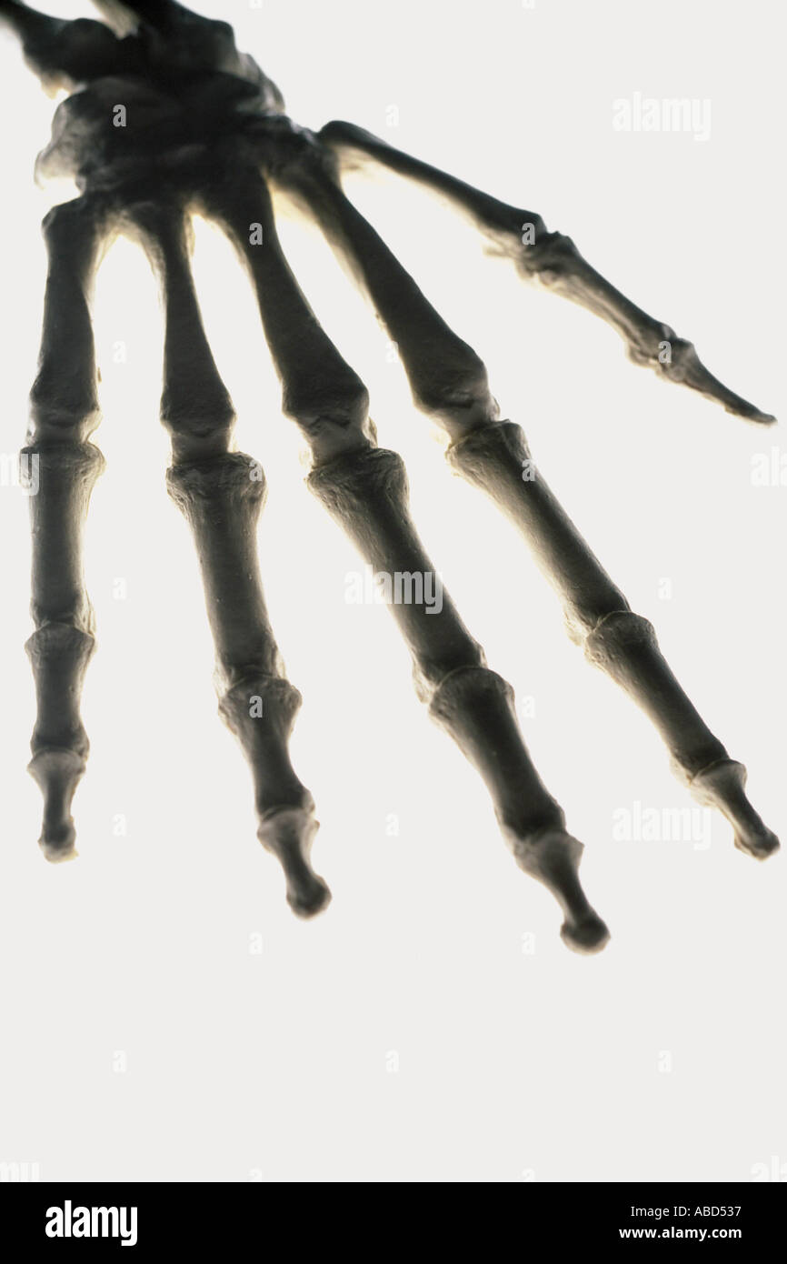 Skelett Hand Stockfotos und -bilder Kaufen - Alamy