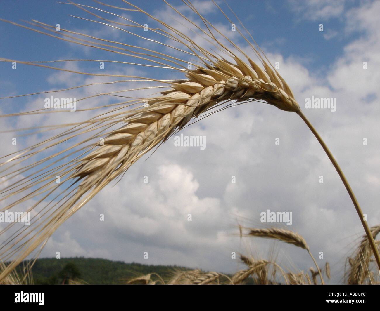 Cultivos de maiz -Fotos und -Bildmaterial in hoher Auflösung – Alamy