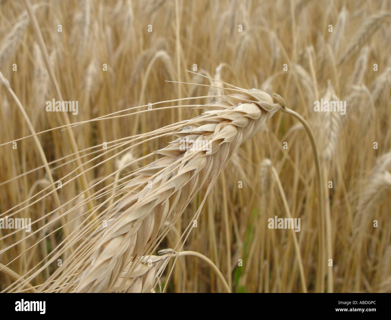 Cultivos de maiz -Fotos und -Bildmaterial in hoher Auflösung – Alamy