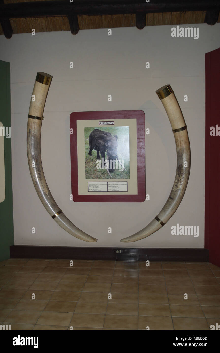 Elephant Tusks Museum Stockfotos & Elephant Tusks Museum Bilder - Alamy