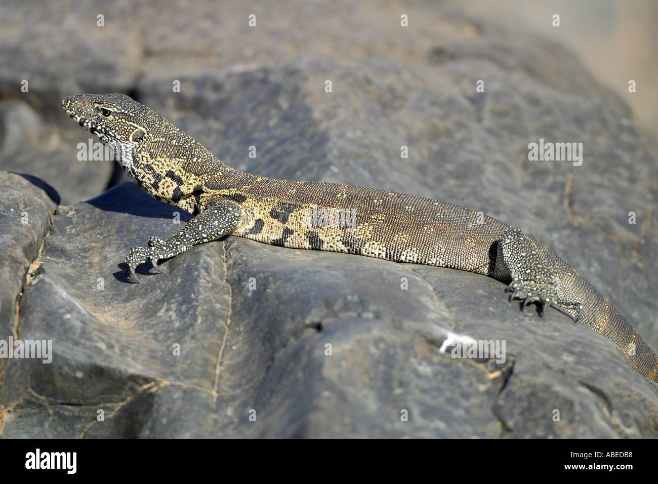 Fluss leguaan -Fotos und -Bildmaterial in hoher Auflösung – Alamy
