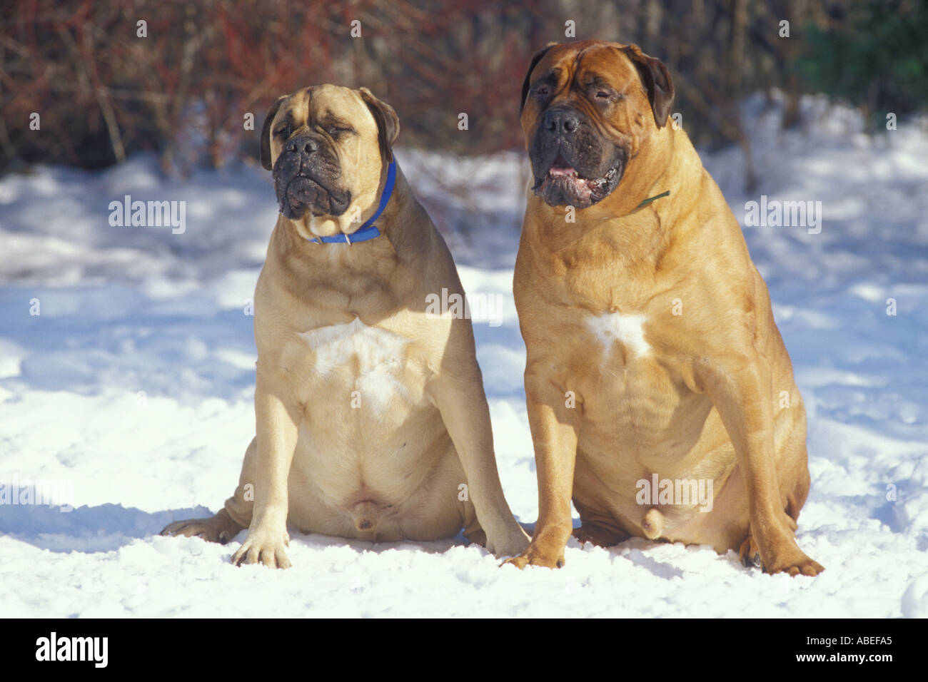 Fette hunde -Fotos und -Bildmaterial in hoher Auflösung – Alamy