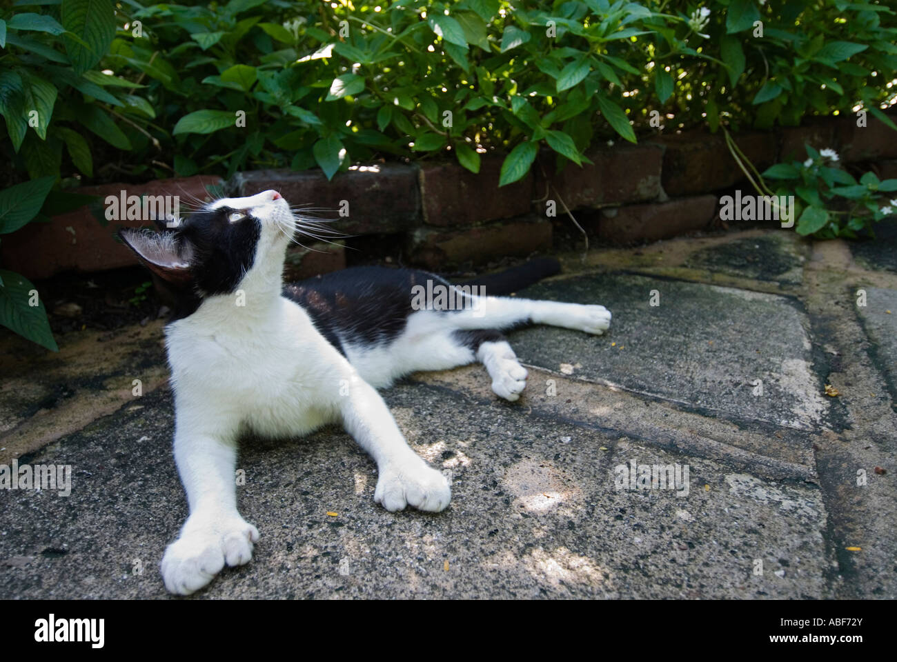 Amerikanische polydaktylus katze -Fotos und -Bildmaterial in hoher ...