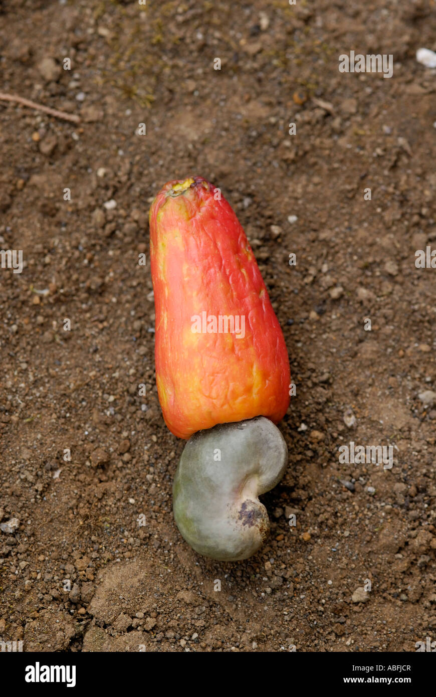 Die Frucht der Cashew Anacardium Occidentale zeigt die Mutter und die ...