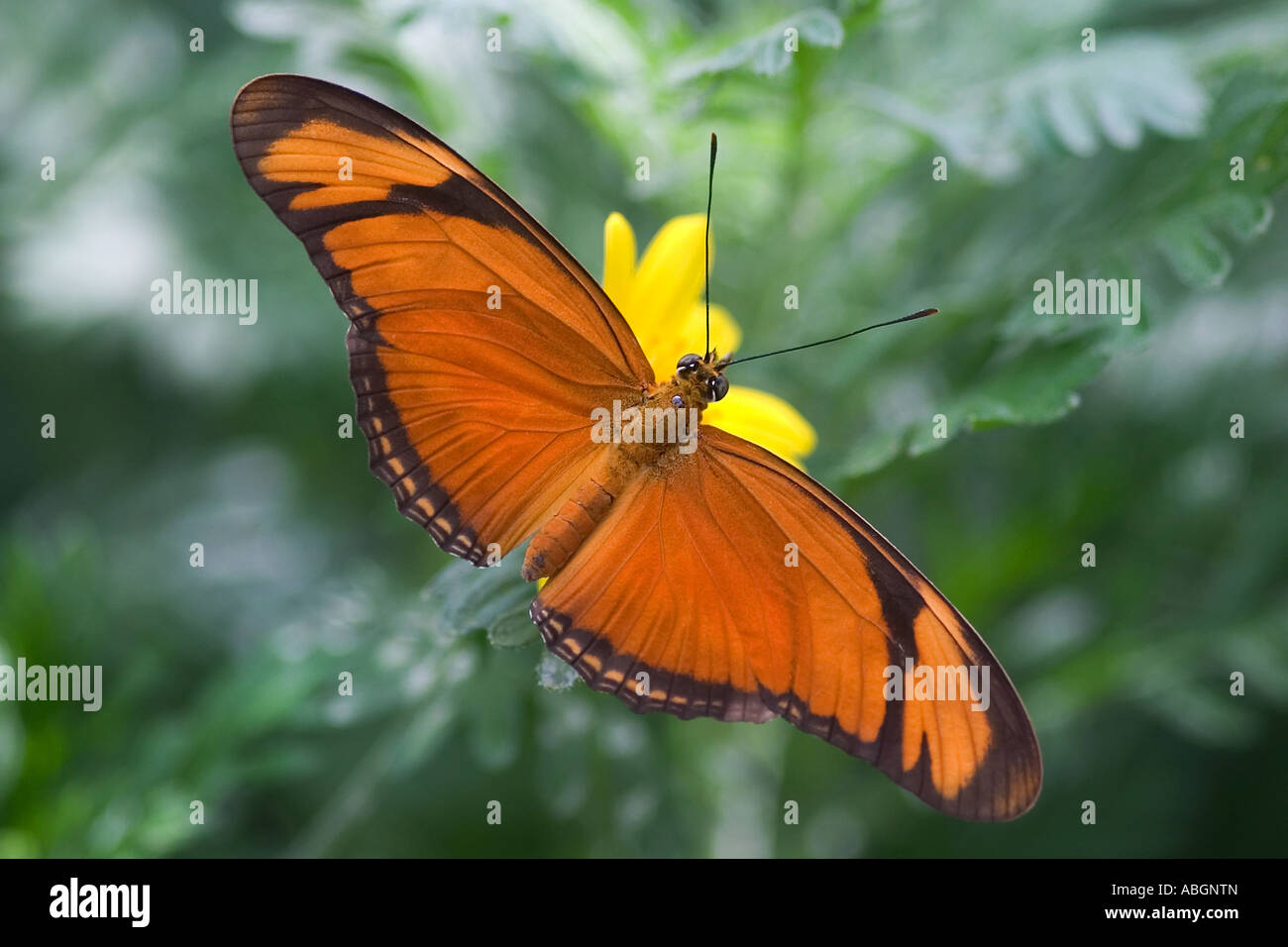 Julia falter -Fotos und -Bildmaterial in hoher Auflösung – Alamy