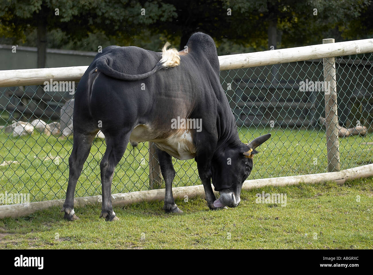 Zebu in zoo -Fotos und -Bildmaterial in hoher Auflösung – Alamy