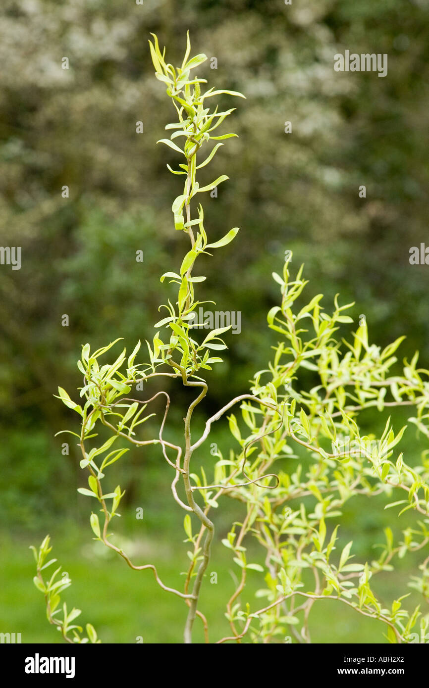 Korkenzieher-Weide verdreht Salix Matsudana Tortuosa Stockfotografie ...