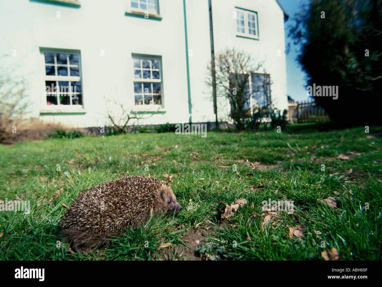 Igel mit haus -Fotos und -Bildmaterial in hoher Auflösung – Alamy