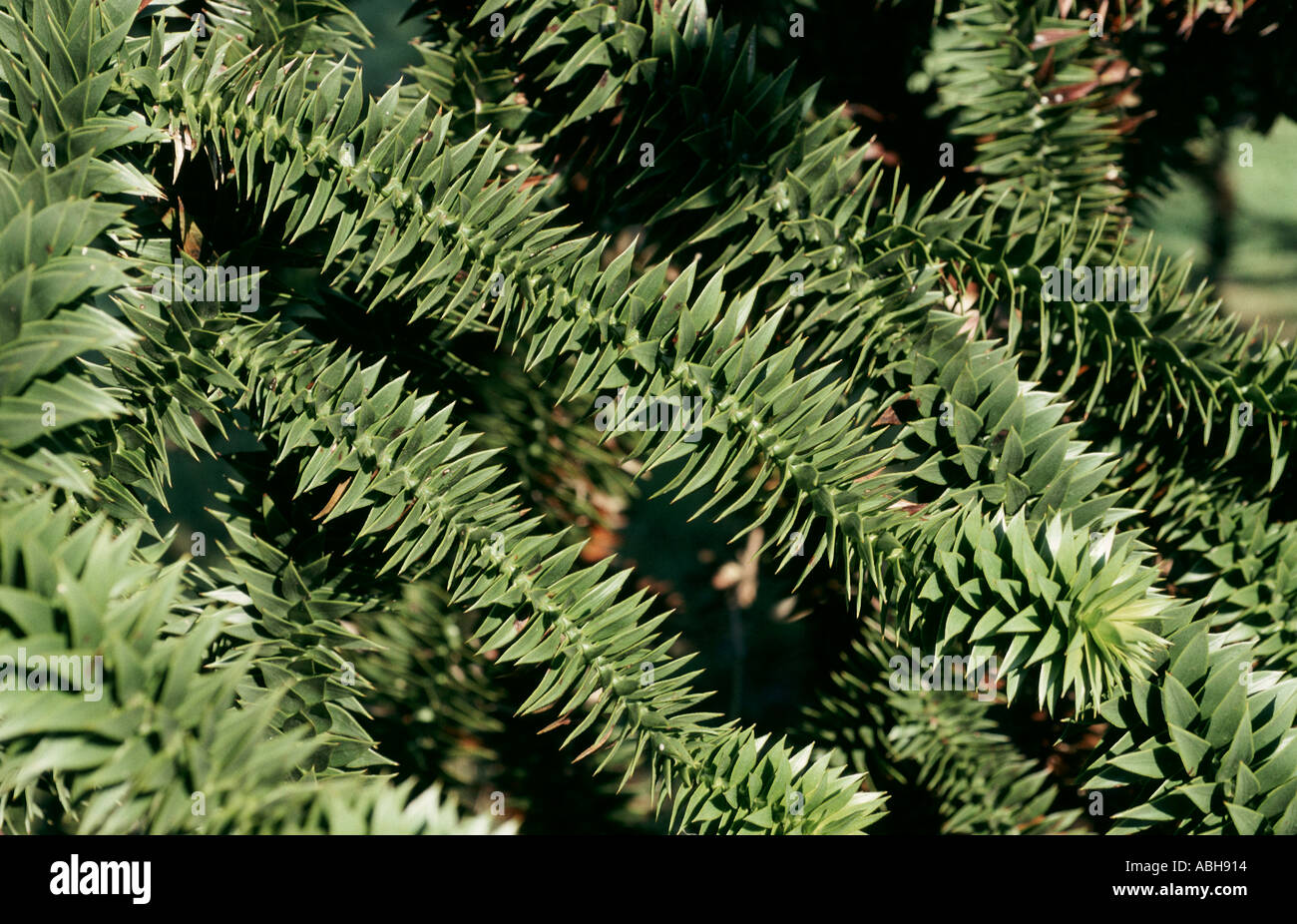 Araucaria araucana affe puzzle baum -Fotos und -Bildmaterial in hoher ...