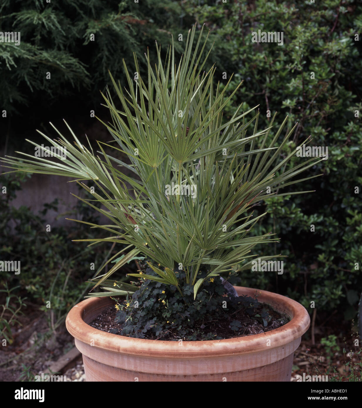 Chamaerops humilis palme -Fotos und -Bildmaterial in hoher Auflösung – Alamy