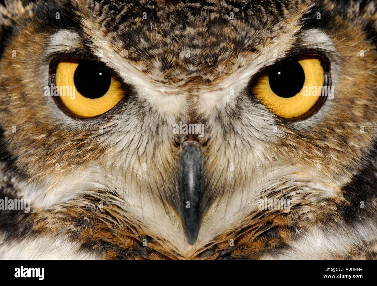 Eule Augen, Bubo virginianus, Nahaufnahme des Gesichts Stockfotografie ...