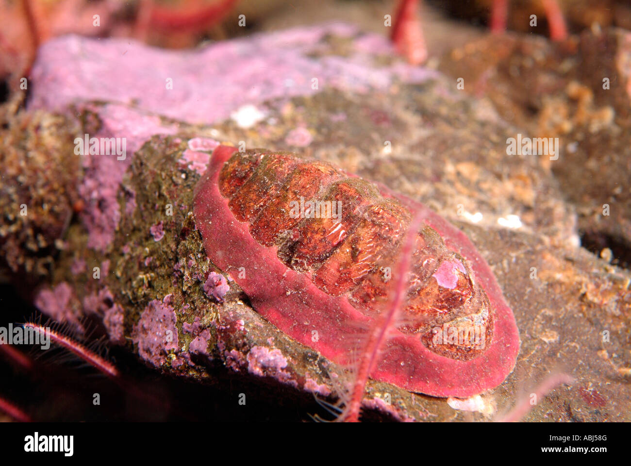 Roter chiton -Fotos und -Bildmaterial in hoher Auflösung – Alamy