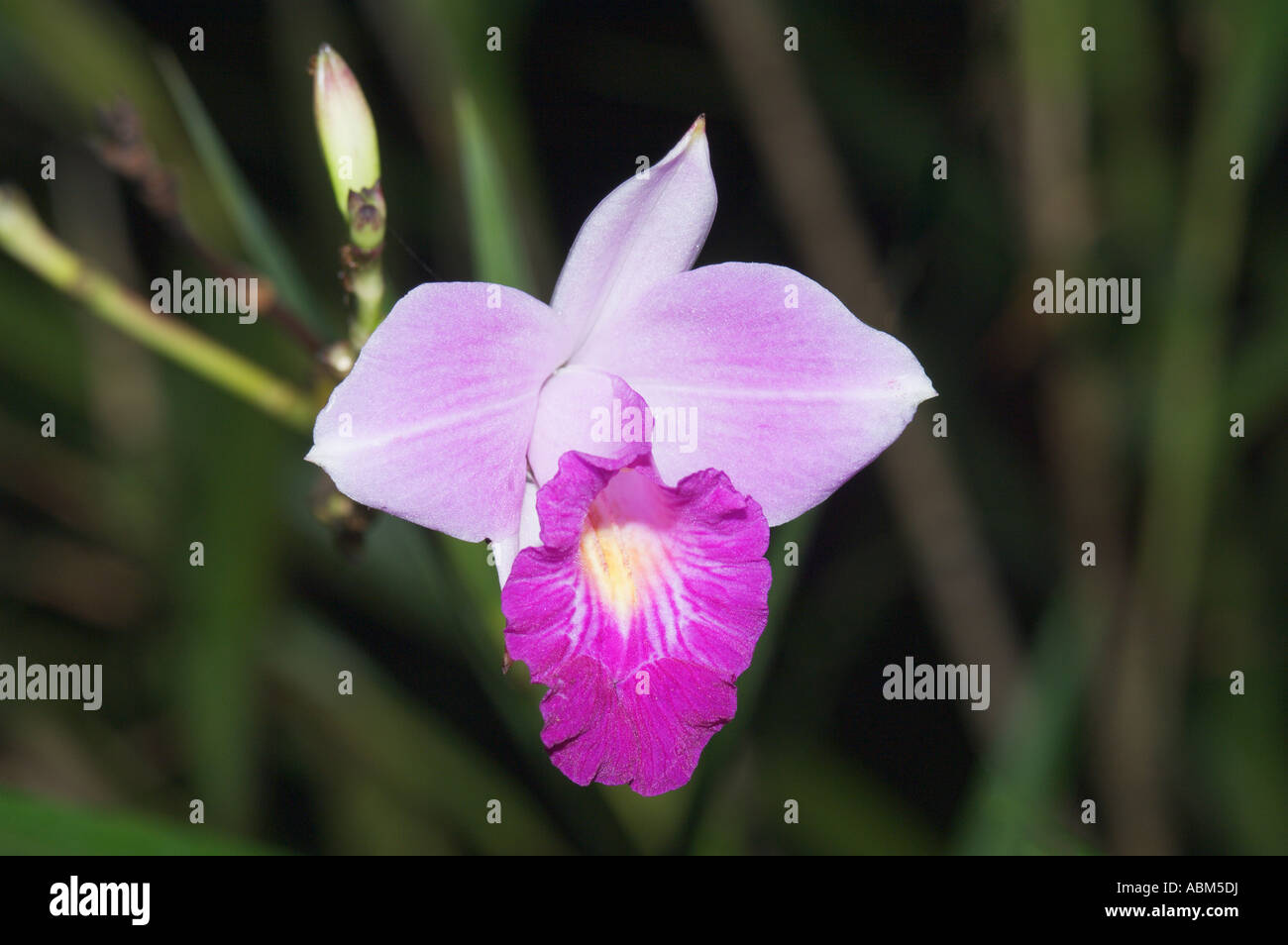 Neotropische orchideen flora -Fotos und -Bildmaterial in hoher ...