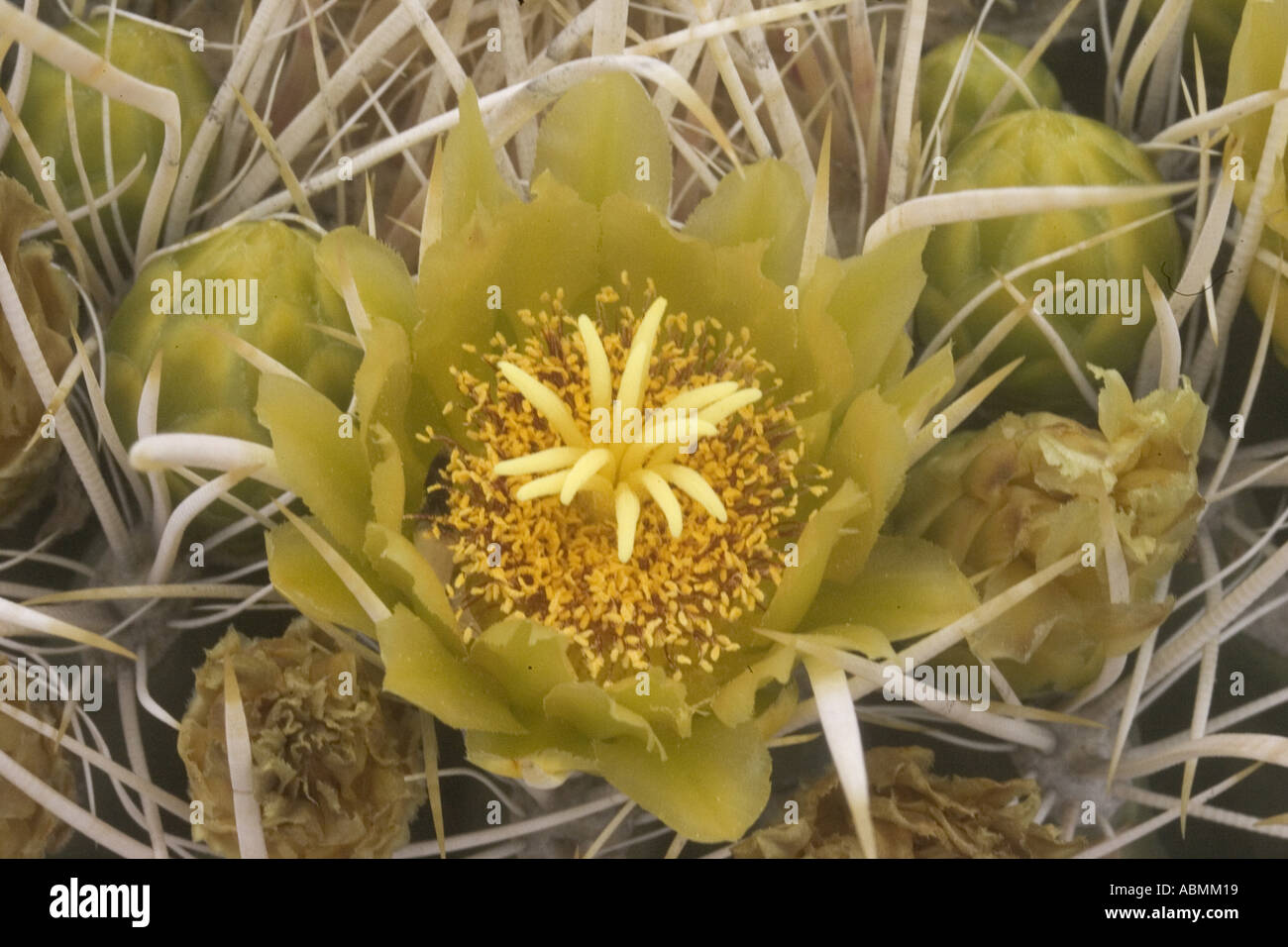 Barrel cactus ferocactus acanthodes barrel -Fotos und -Bildmaterial in ...