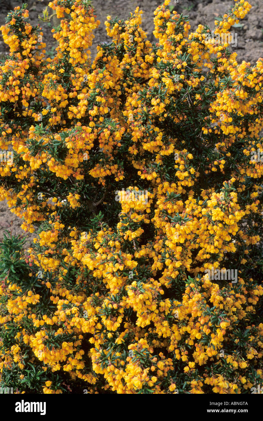 Berberis stenophylla corallina compacta -Fotos und -Bildmaterial in ...