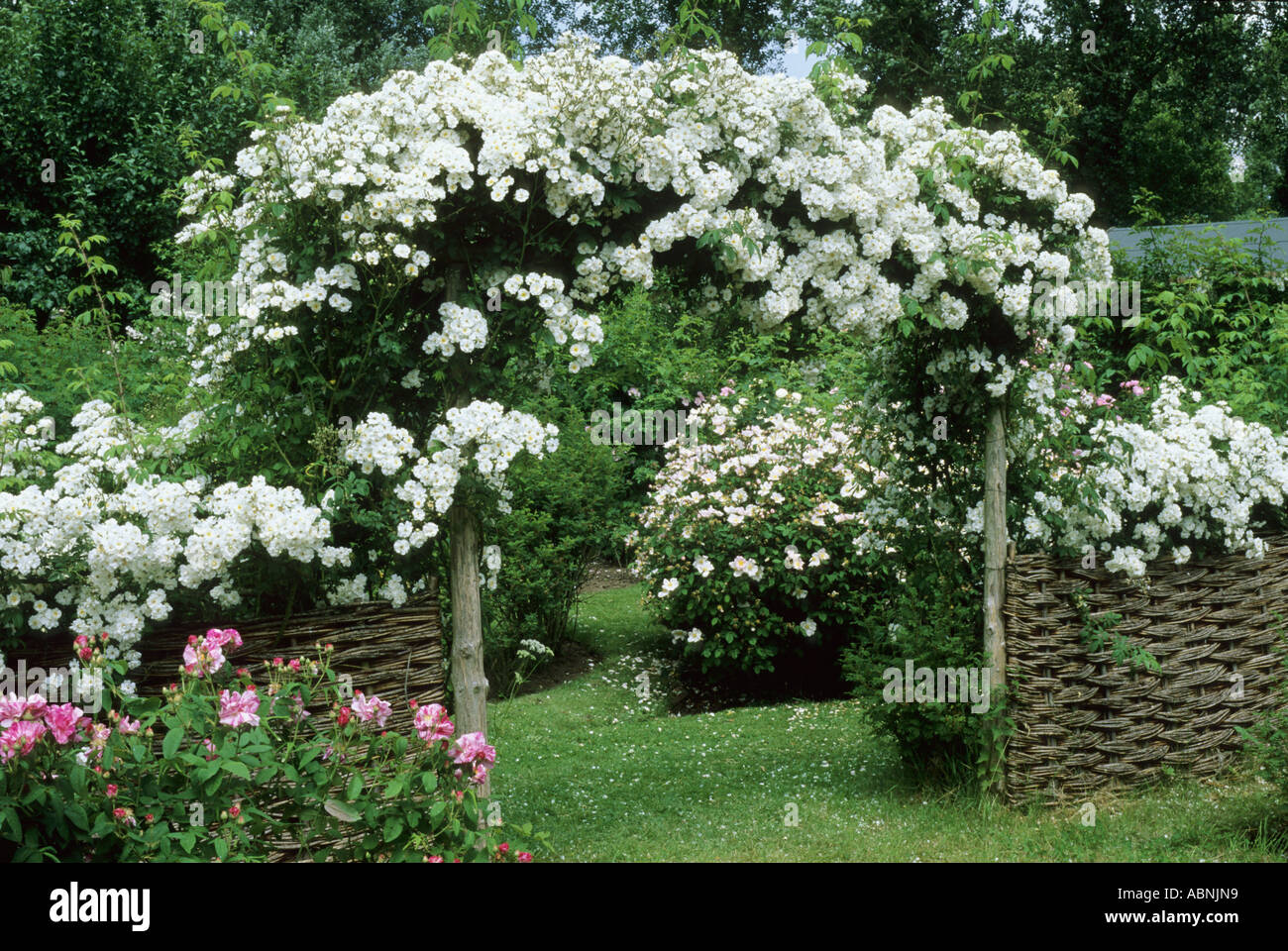 Rosa "Rambling Rector', Bogen, Flechtwerk, Zaun, Zaun, Mannington Hall ...