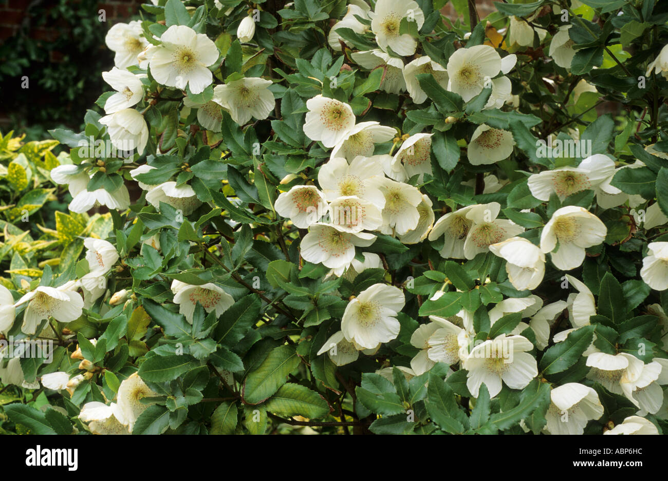 Tree eucryphia -Fotos und -Bildmaterial in hoher Auflösung – Alamy