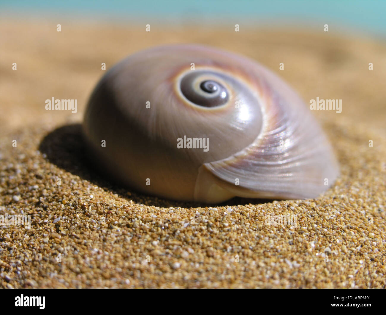 Muschelreichen strand -Fotos und -Bildmaterial in hoher Auflösung – Alamy