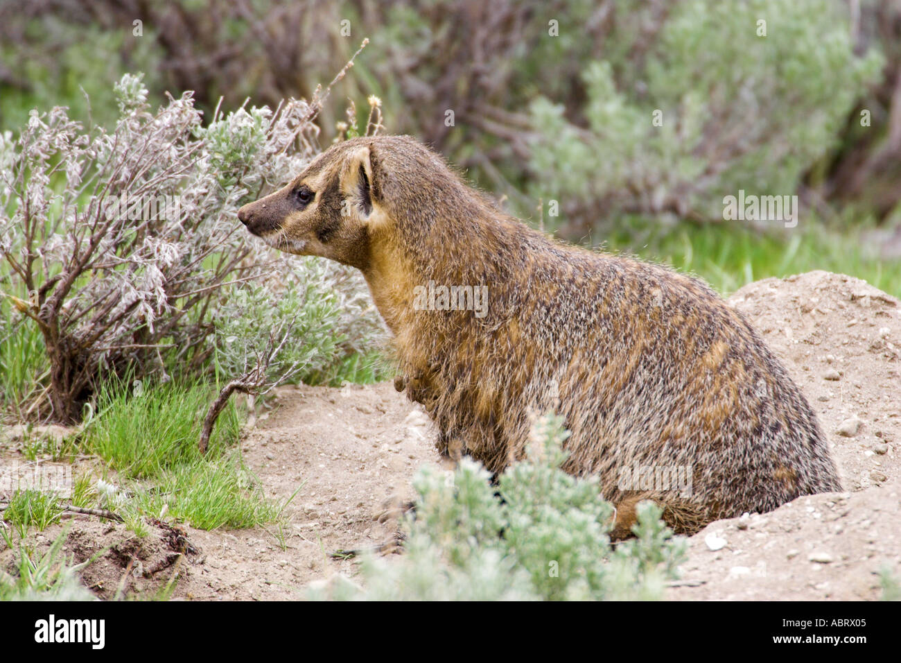 Baby badgers -Fotos und -Bildmaterial in hoher Auflösung – Alamy