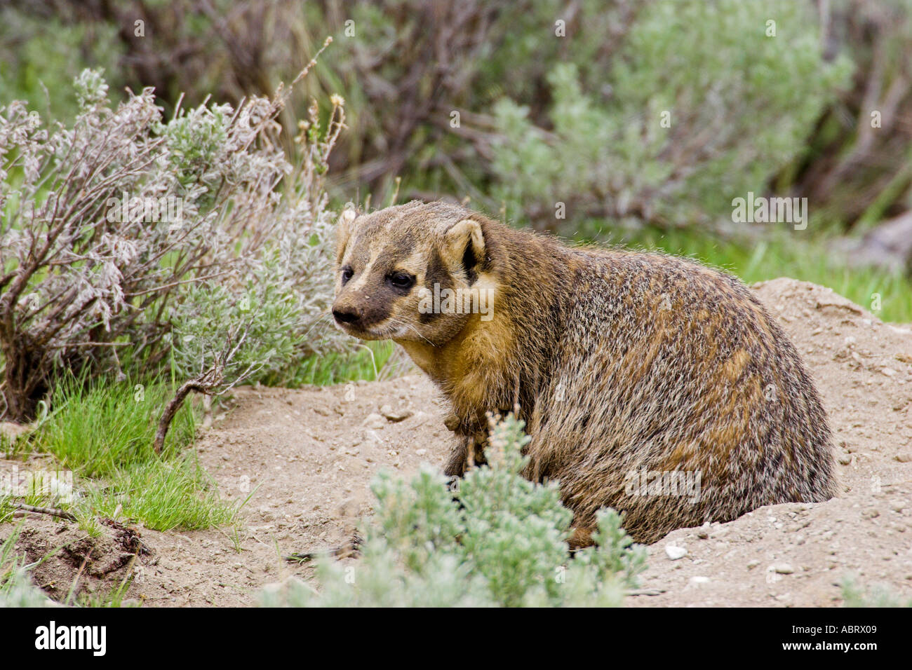 Gemeiner dachs -Fotos und -Bildmaterial in hoher Auflösung – Alamy