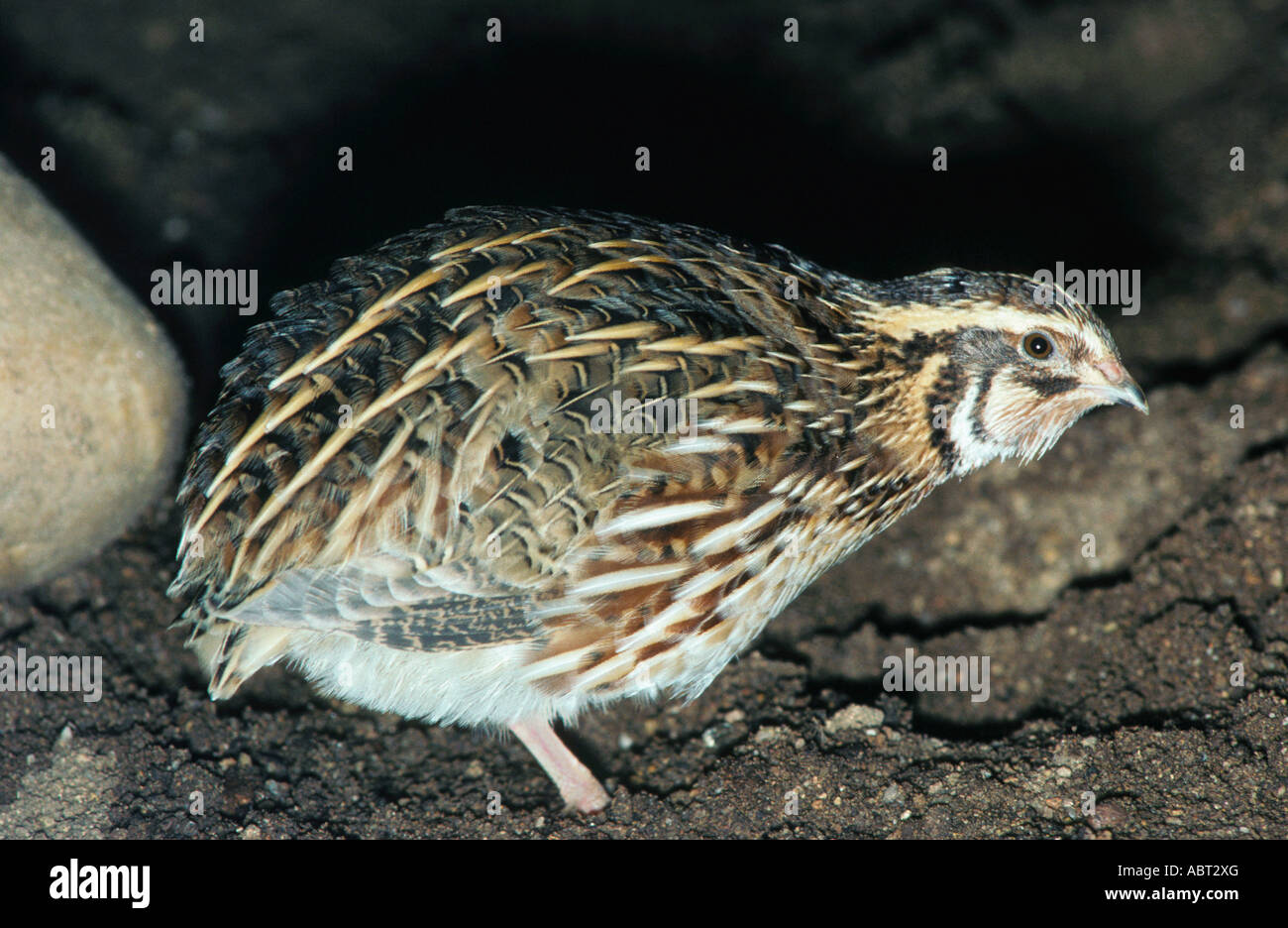 Caille des bles -Fotos und -Bildmaterial in hoher Auflösung – Alamy