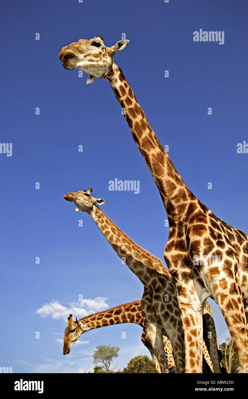 Fuss Der Giraffe