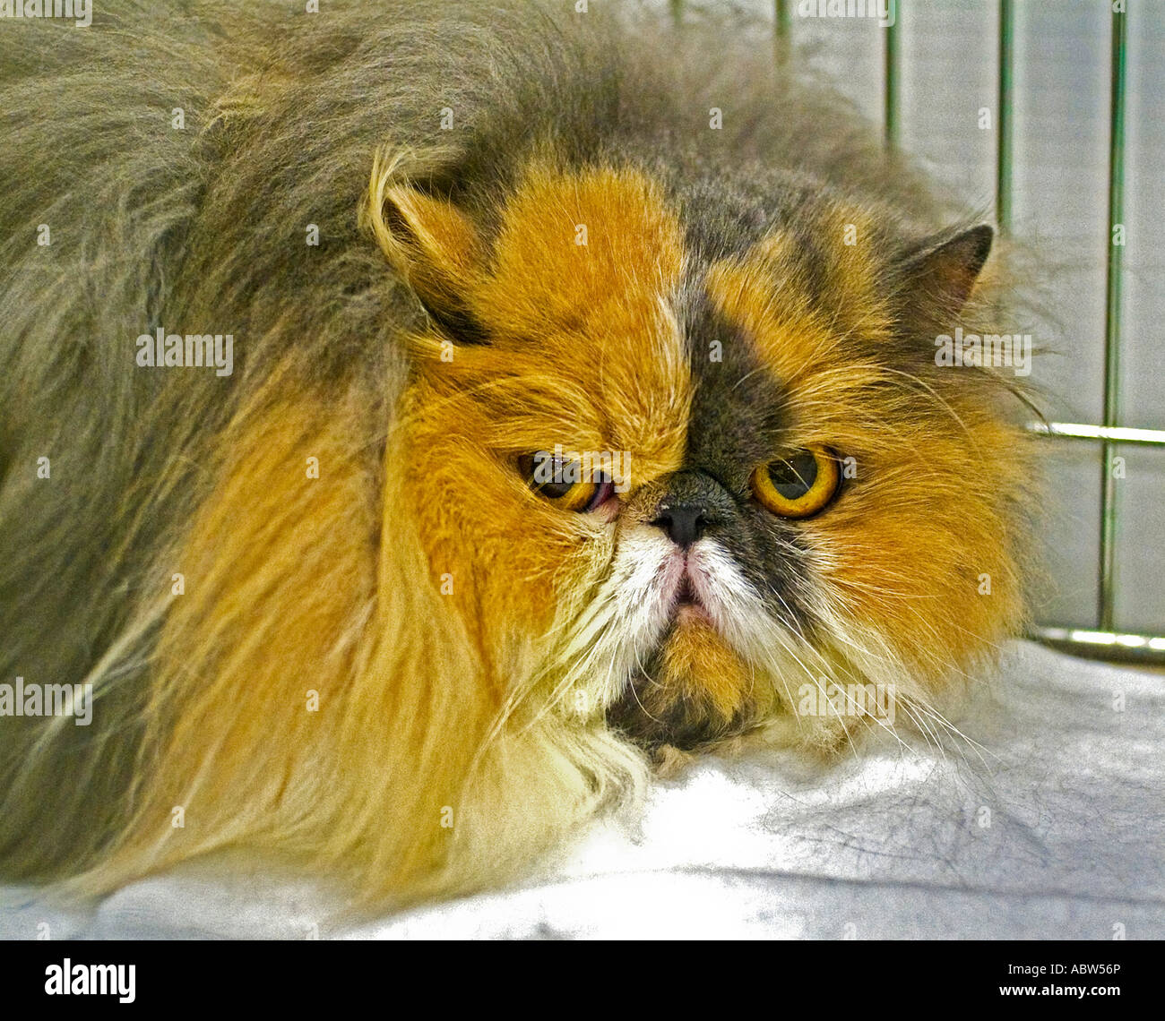 Schildpatt perser katze -Fotos und -Bildmaterial in hoher Auflösung – Alamy