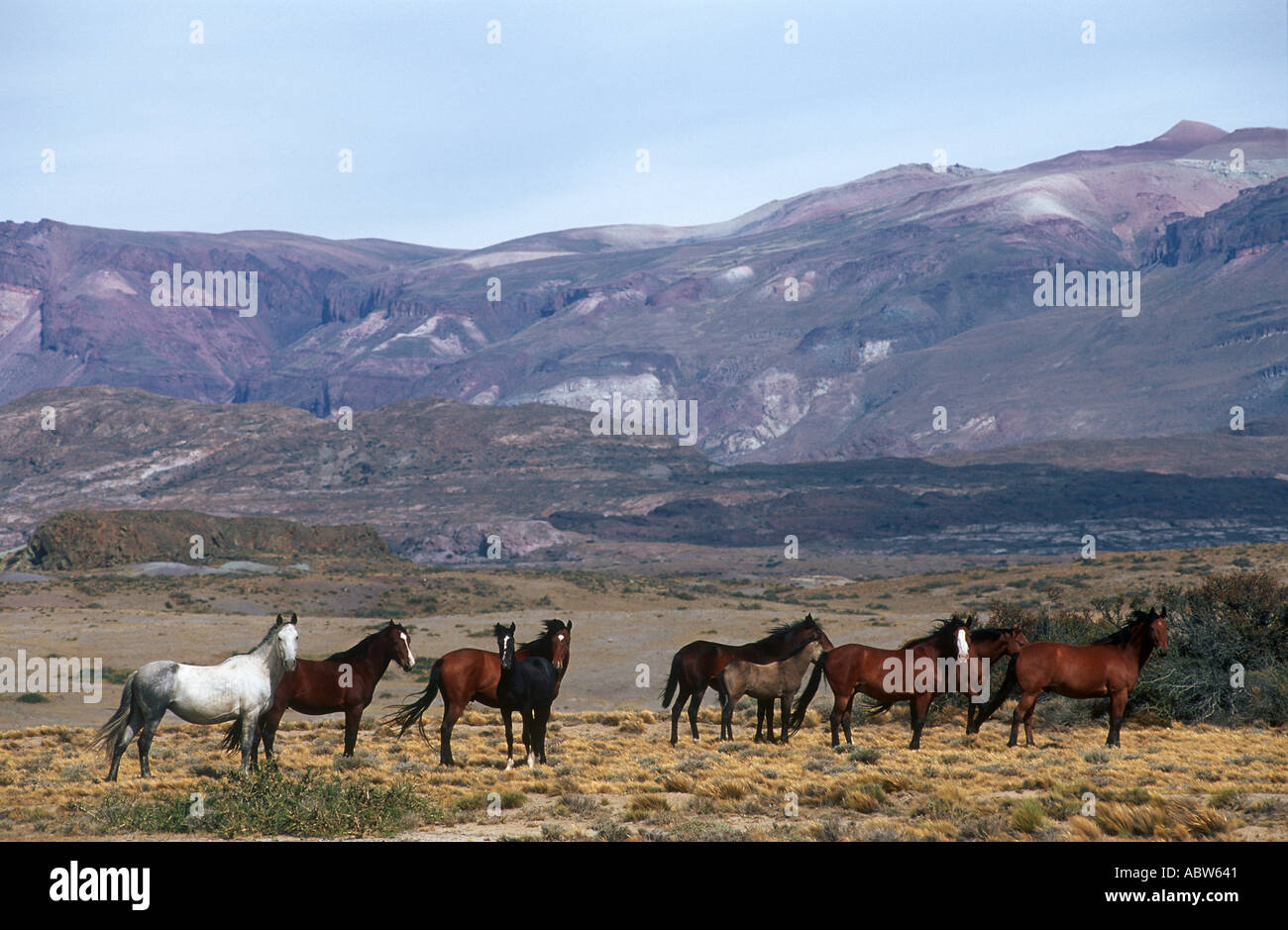 Stehendes pferd verschiedene tiere -Fotos und -Bildmaterial in hoher ...