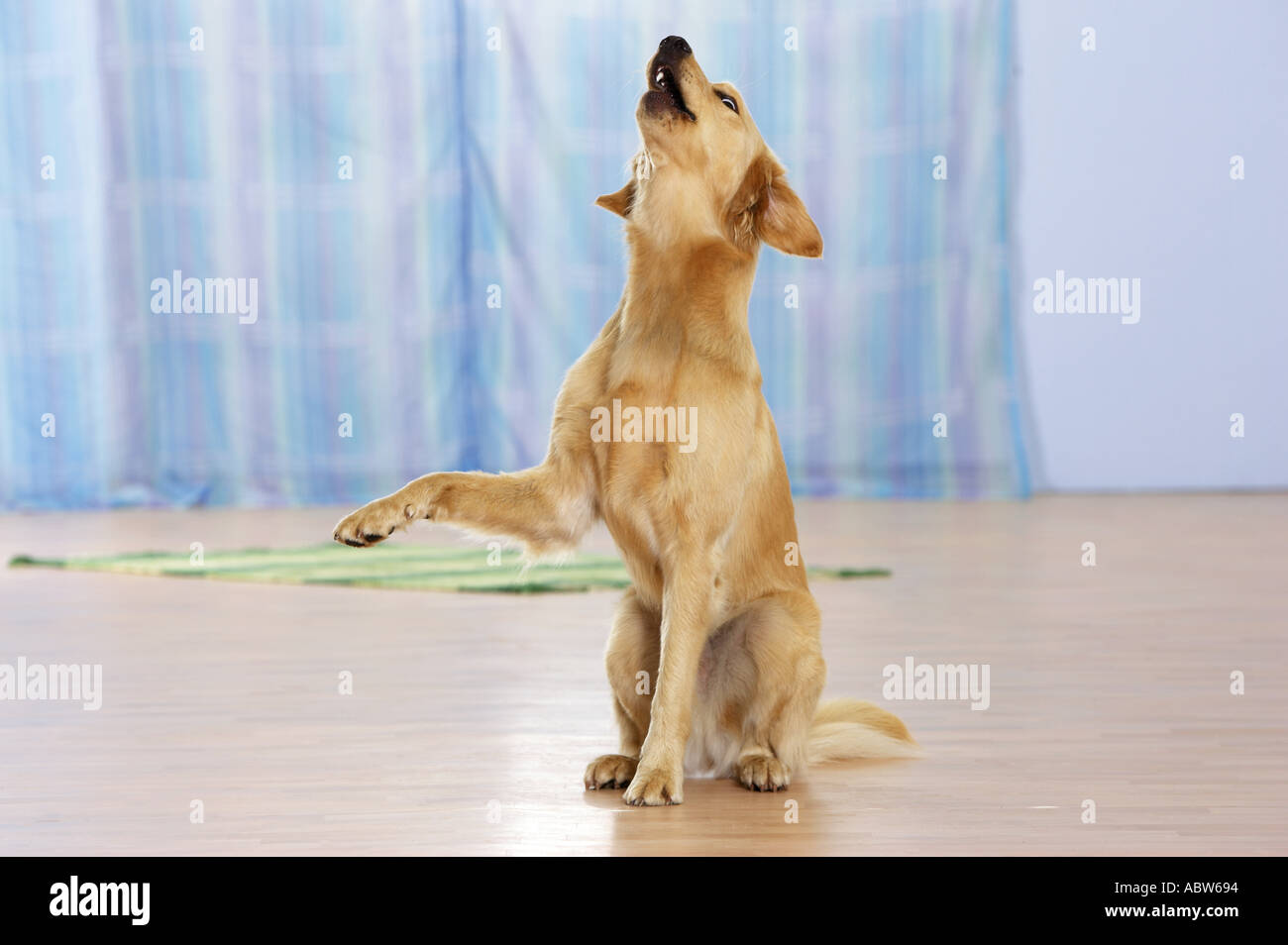 Hund Weinen Stockfotos und -bilder Kaufen - Alamy