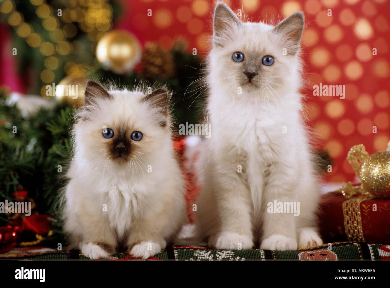 Heilige birma katze -Fotos und -Bildmaterial in hoher Auflösung – Alamy
