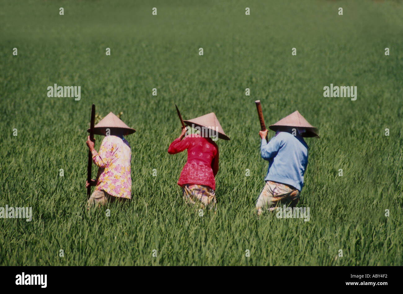 Rice growers -Fotos und -Bildmaterial in hoher Auflösung – Alamy