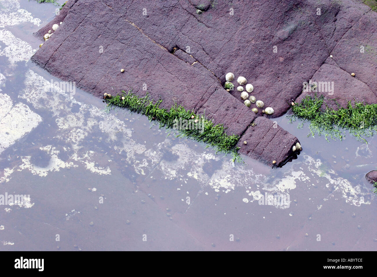 Salzwasser napfschnecke -Fotos und -Bildmaterial in hoher Auflösung – Alamy