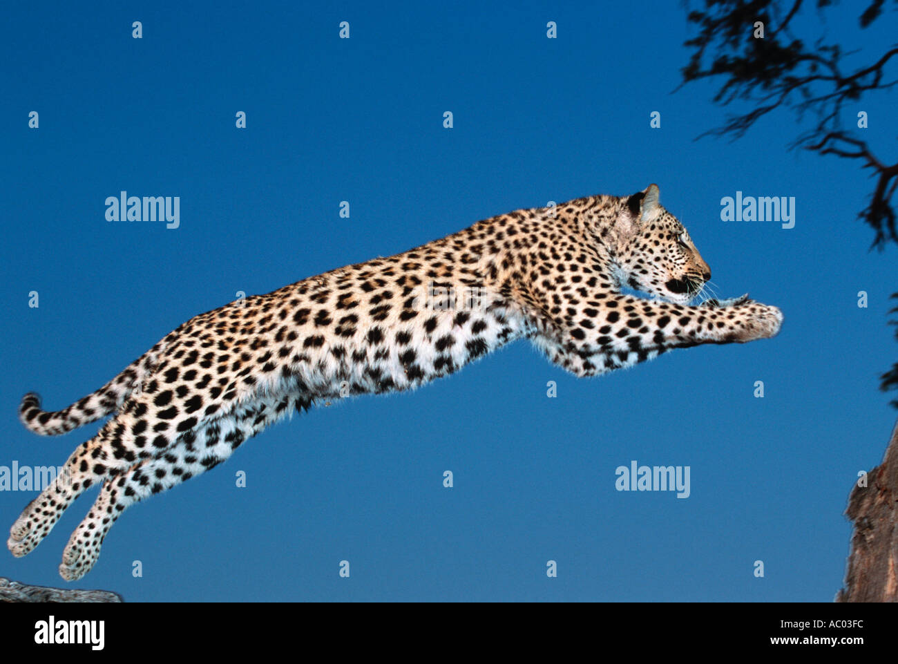 Leoparden springen -Fotos und -Bildmaterial in hoher Auflösung – Alamy