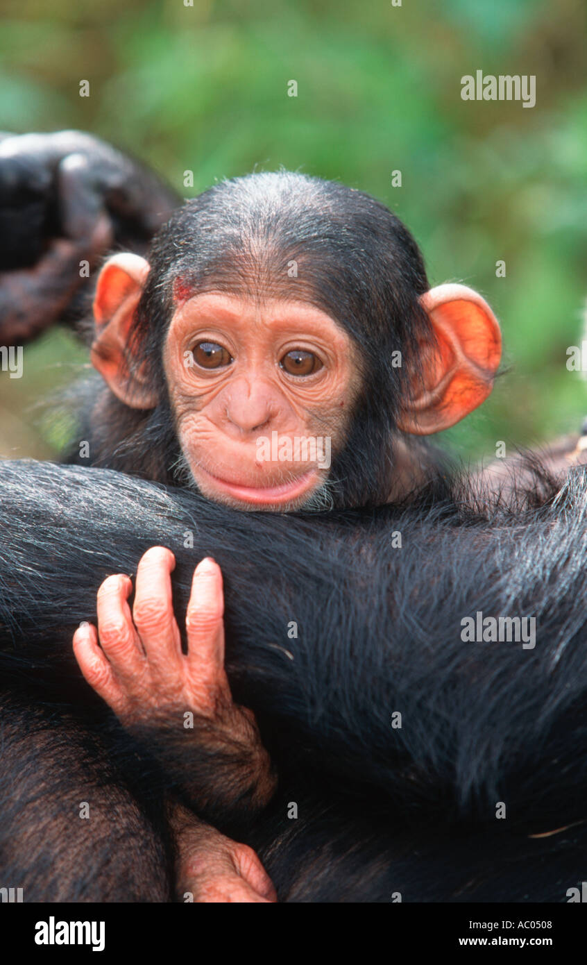 Schimpansen Pan Troglodytes Mutter Pflege ihr Baby Chimfunshi ...