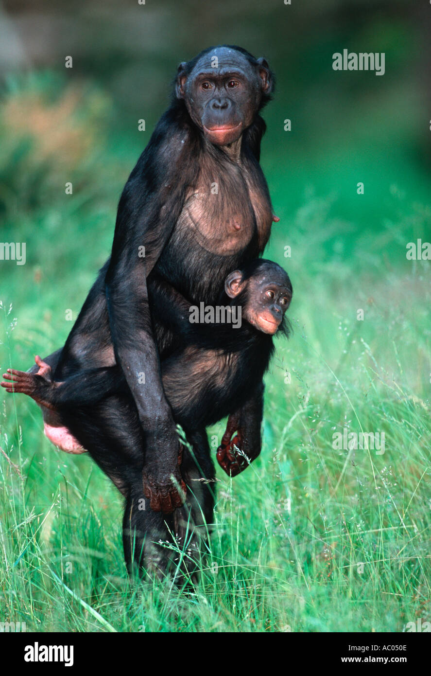 Schimpanse fortbewegung wald -Fotos und -Bildmaterial in hoher ...