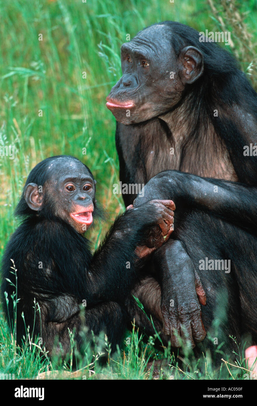 Bonobo-Schimpansen Pan Paniscus Mutter und junge Distribution ...