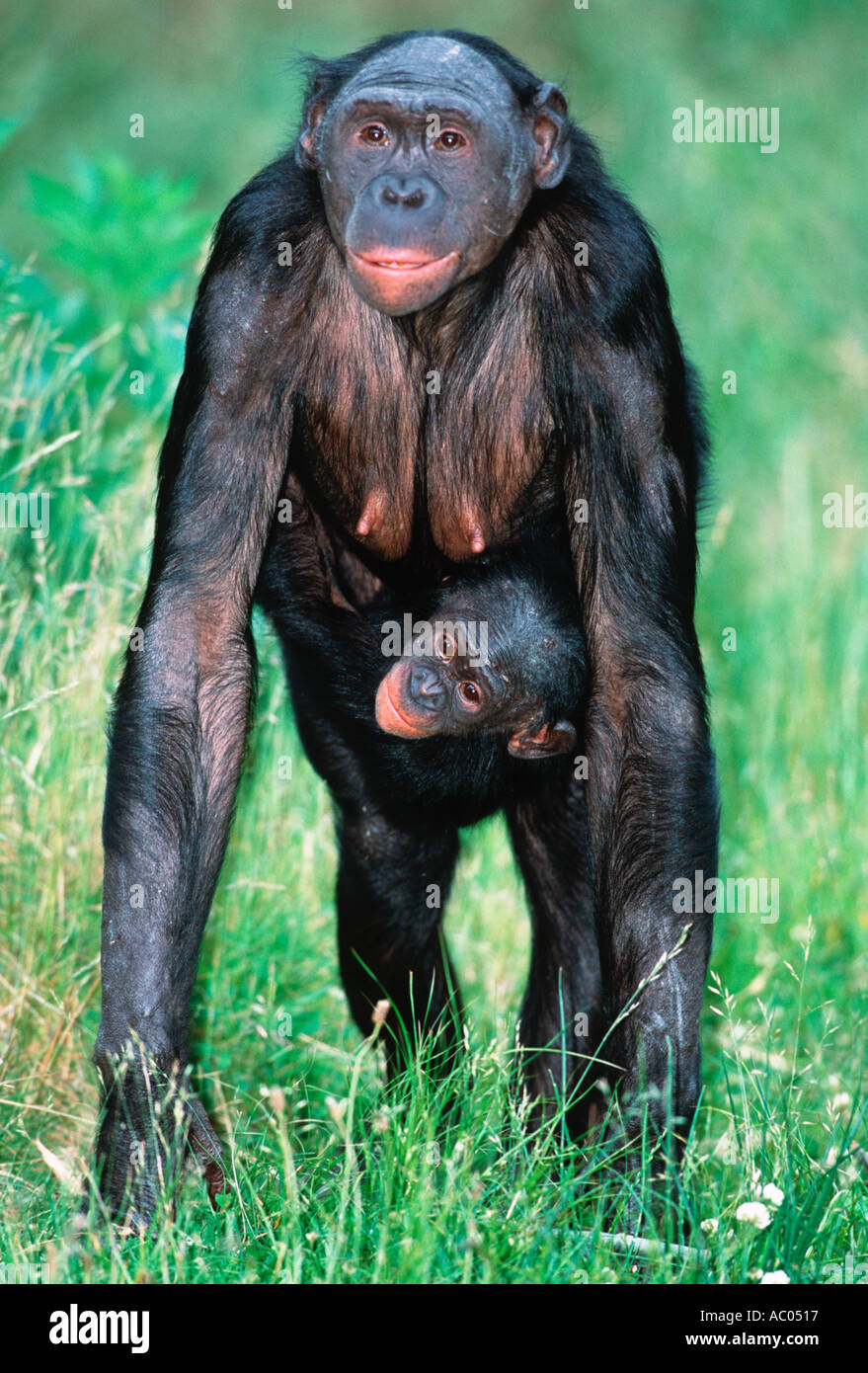 Bonobo-Schimpansen Pan Paniscus Mutter und junge Distribution ...