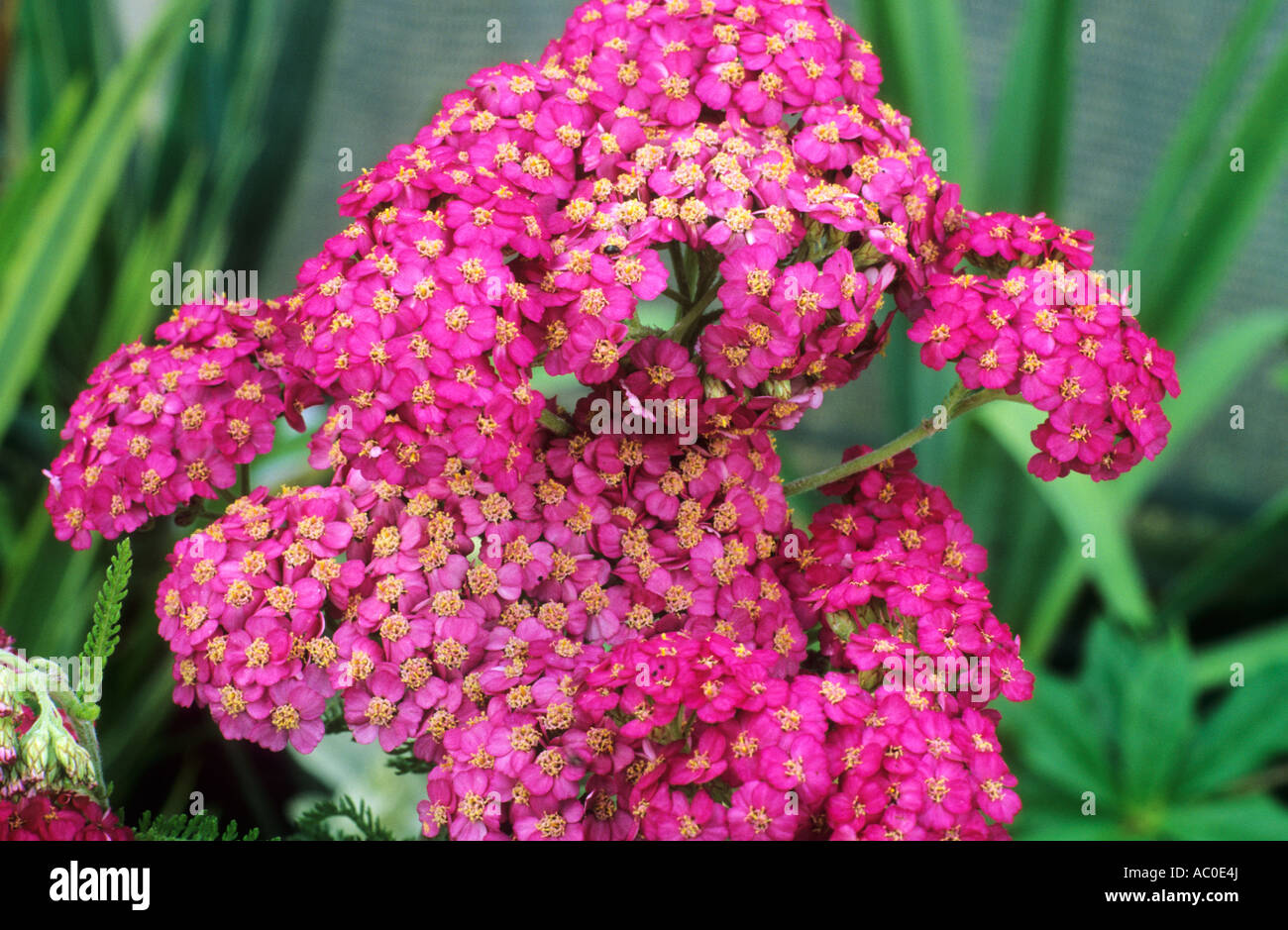 Achillea Millefolium 'Apfelblute', Sy A. 'Appleblossom', Schafgarbe ...