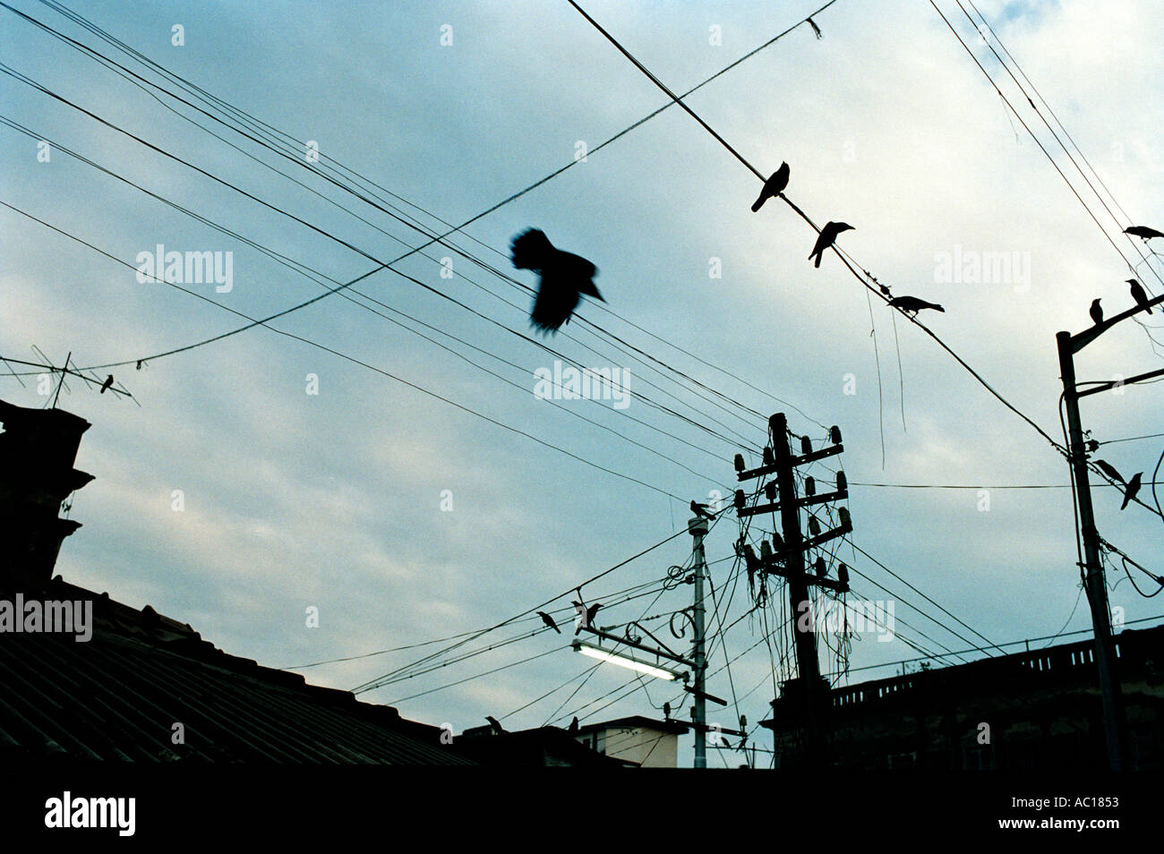 Dohle dohlen vögel fliegen -Fotos und -Bildmaterial in hoher Auflösung ...