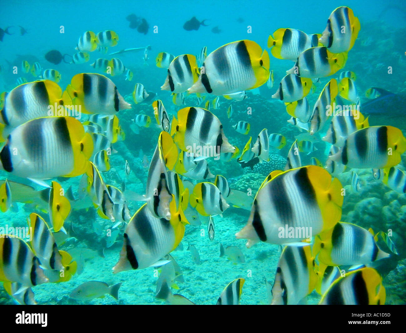 Bunte Fische in einer tropischen Lagune in Tahiti in Französisch ...