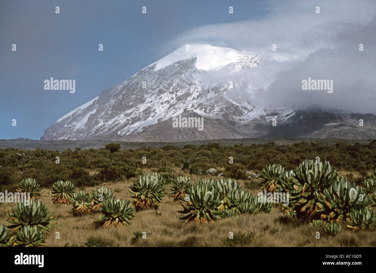 Kilimanjaro, 5895m und ein Feld Riesen Greiskraut Horombo Hütte auf der ...