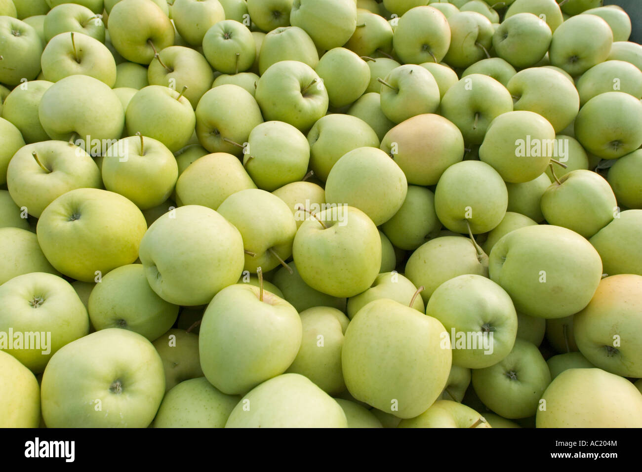 Golden Delicious Apfel Stockfotos und -bilder Kaufen - Alamy