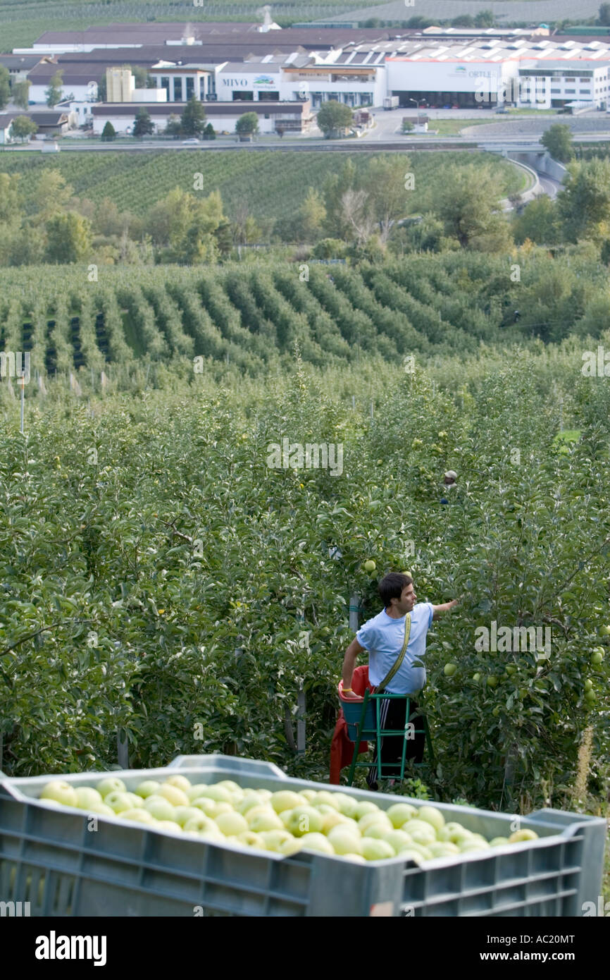 Arbeiter apfelfabrik -Fotos und -Bildmaterial in hoher Auflösung – Alamy