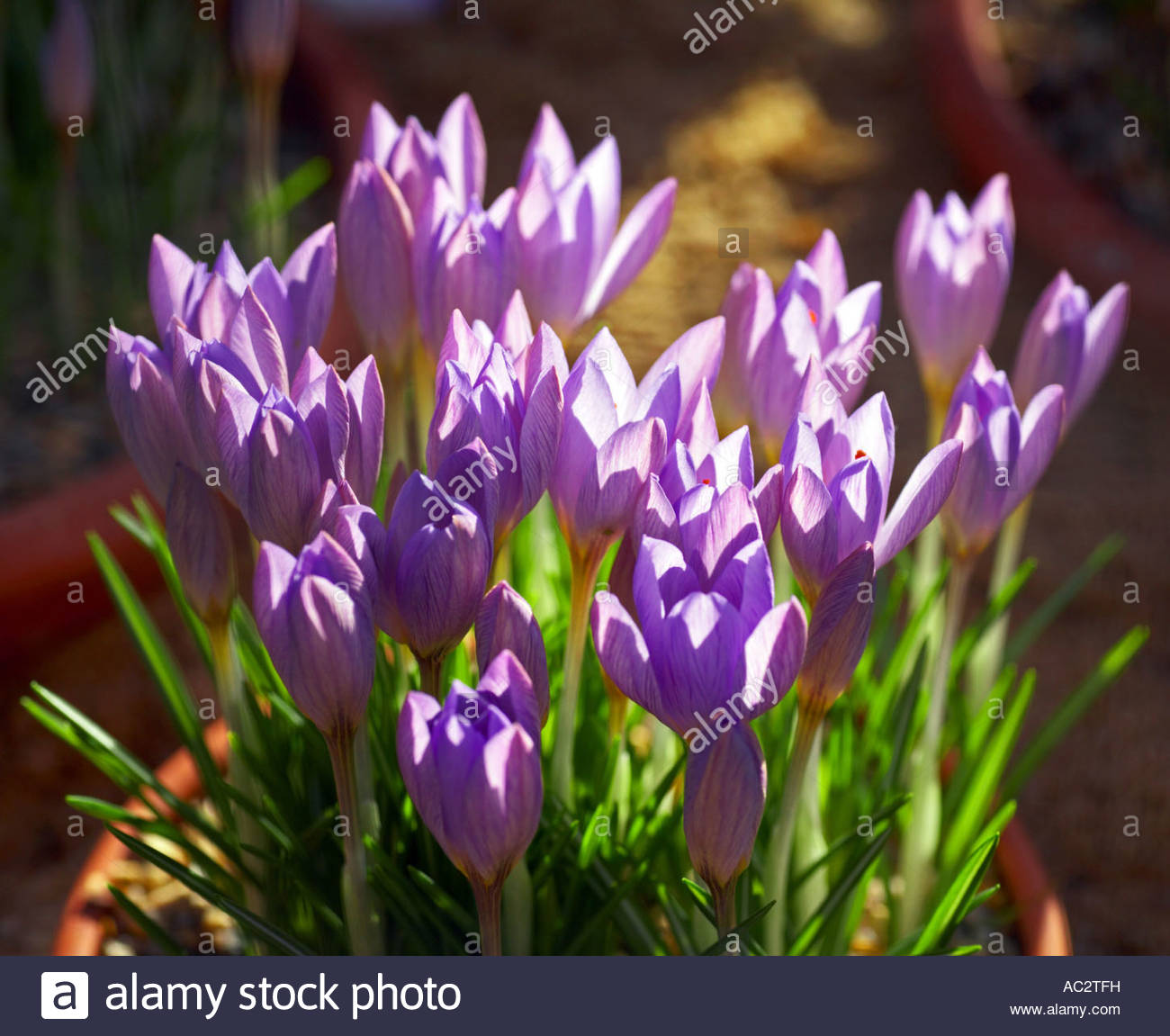 Krokus etruscus zwanenburg -Fotos und -Bildmaterial in hoher Auflösung ...