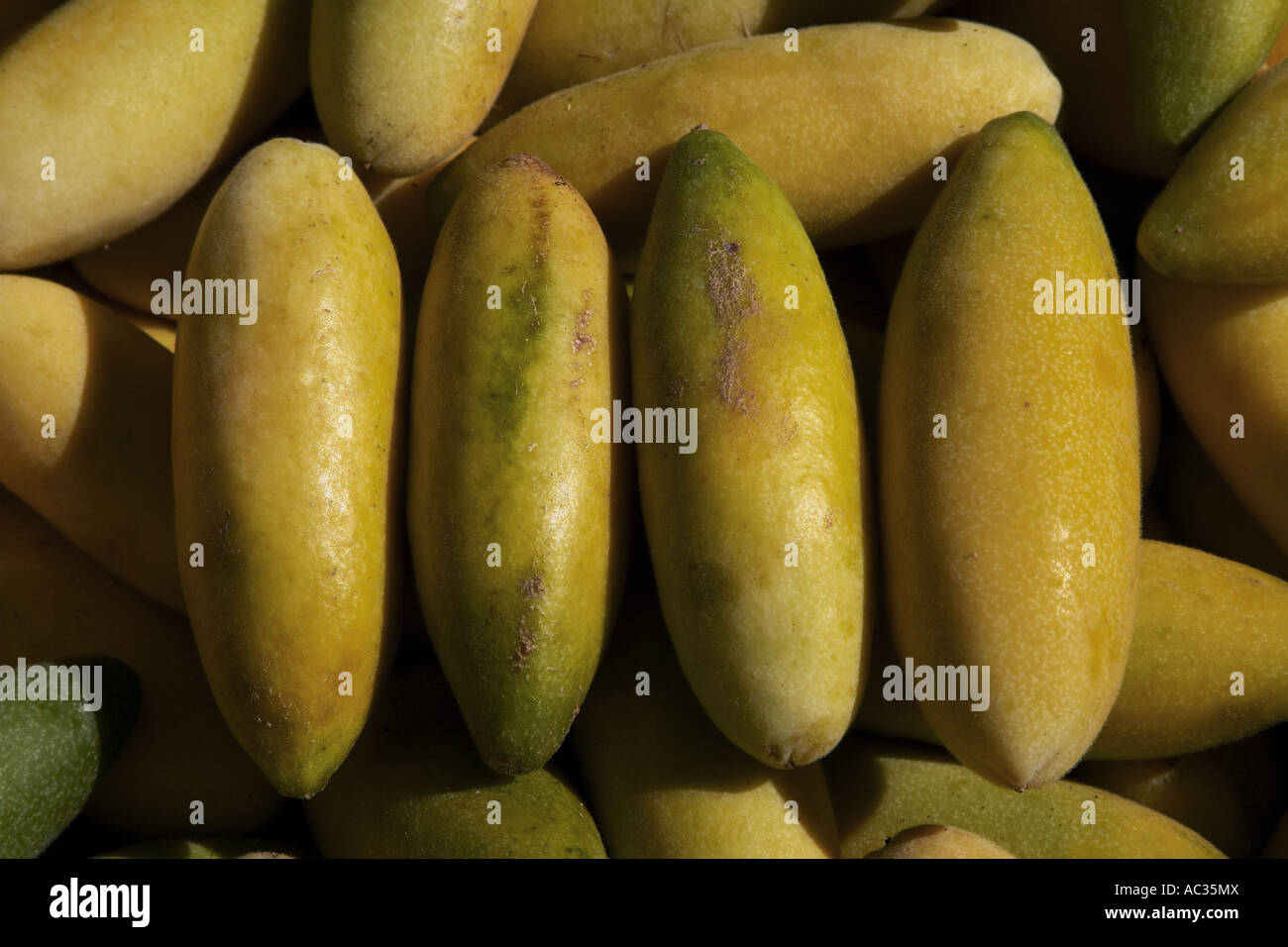 Bananen-Passionsfrucht, Granadilla Curuba, Banana Poka (Passiflora ...